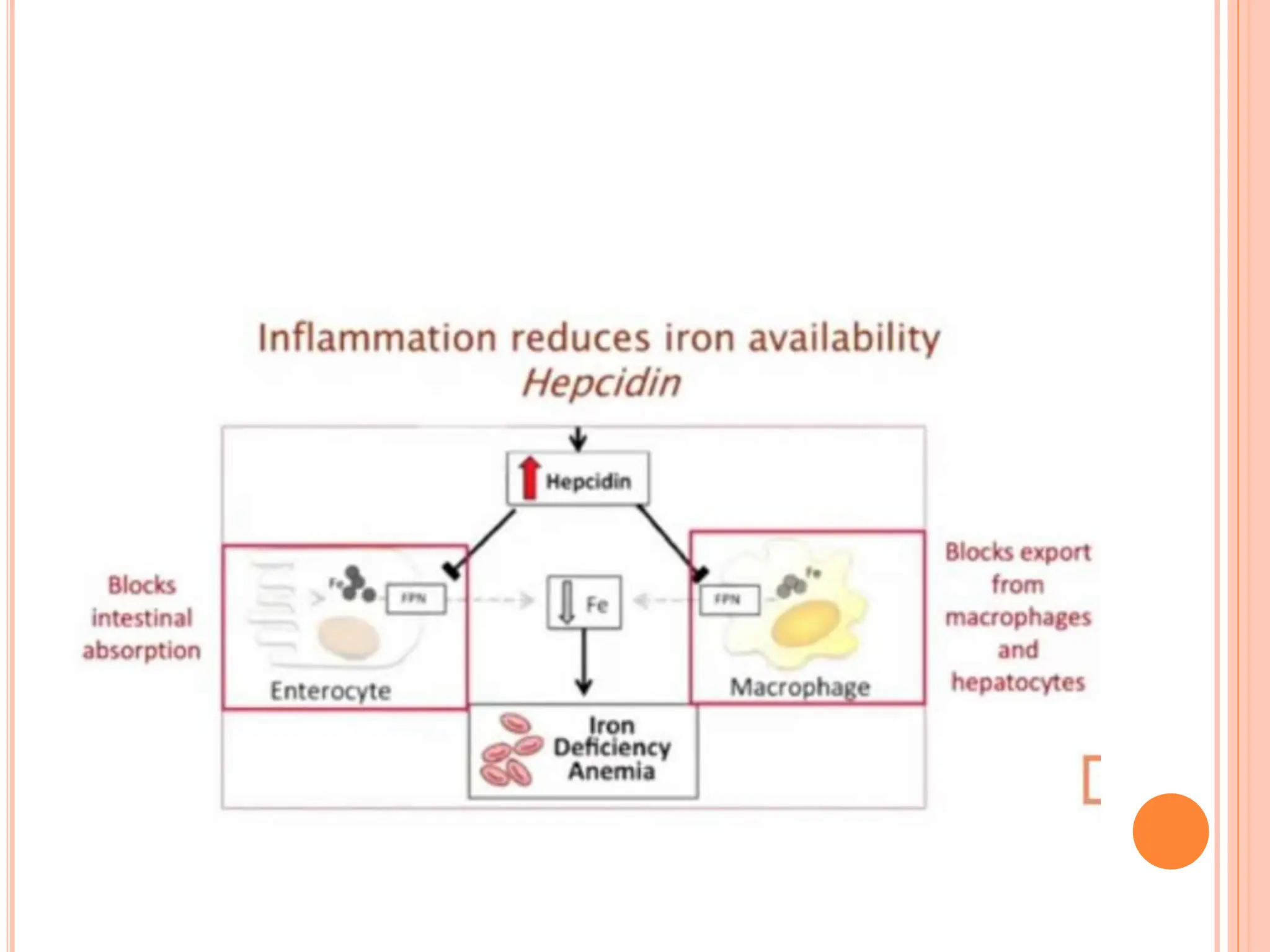 Iron Deficiency Anemia - FCM in brief.pptx