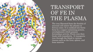 Iron (Fe).pptx | Blood Disorders | Diseases and Conditions