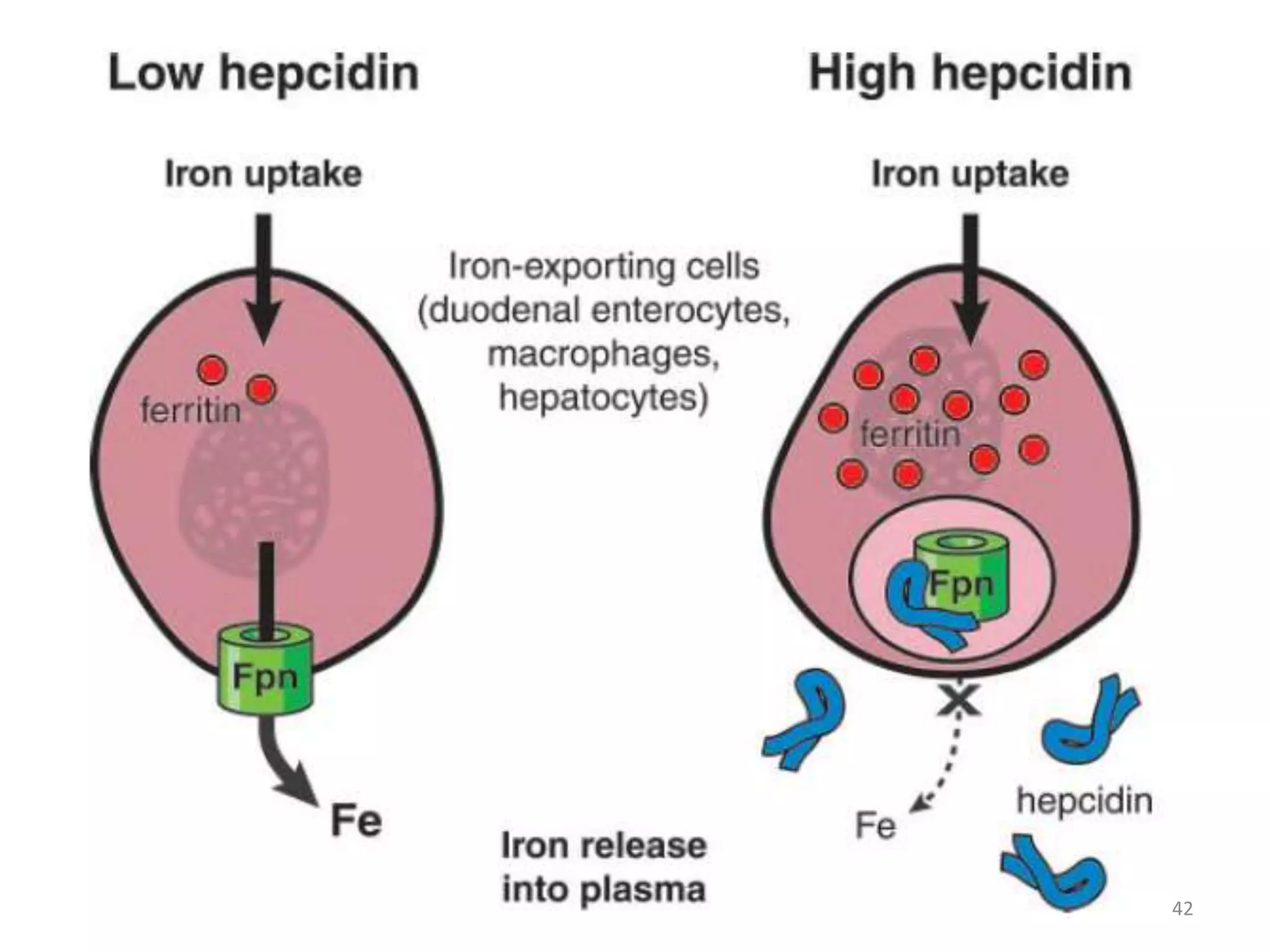 Iron Homeostasis | PPTX