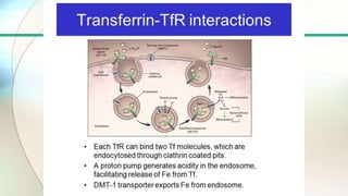 Iron kinetics part 1 | PPTX