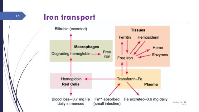 Iron metabolism