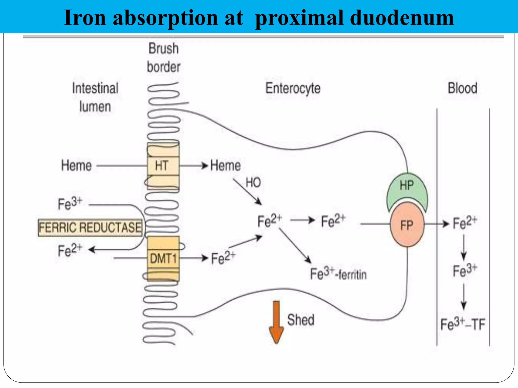 Iron metabolism | PPTX