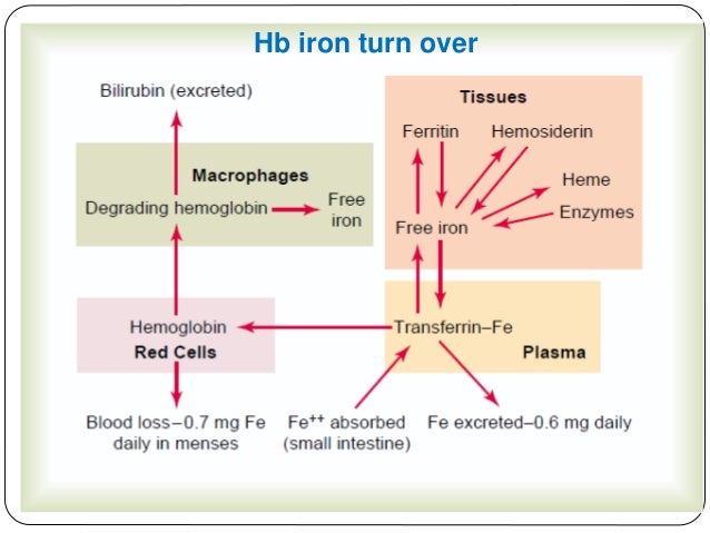 Iron metabolism