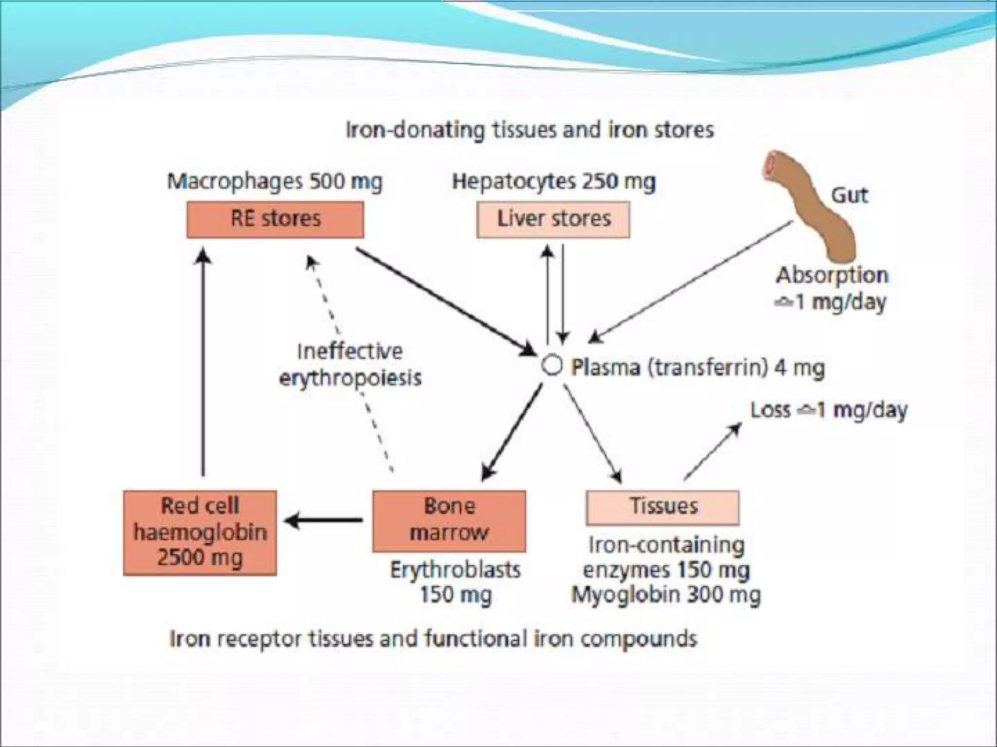 Iron metabolism | PPT
