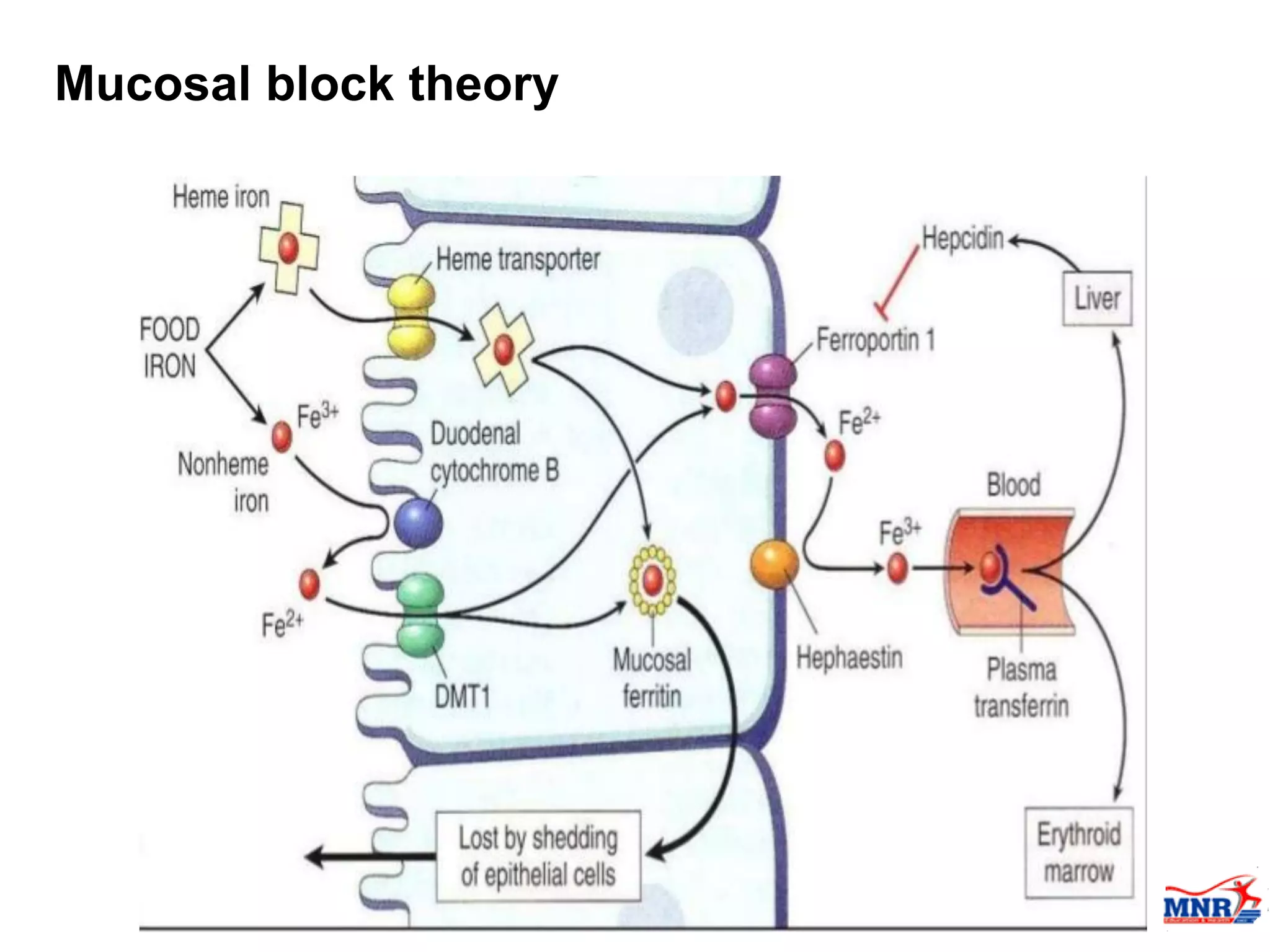 Iron metabolism by Dr Anurag Yadav | PDF