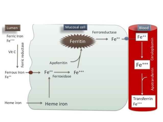 Iron metabolism by Dr Anurag Yadav | PDF | Digestive Disorders ...