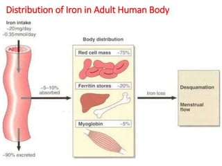 iron metabolism.pptx