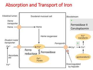 iron metabolism.pptx