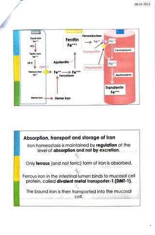 Iron metabolism.pdf | Blood Disorders | Diseases and Conditions