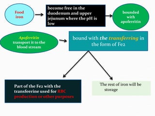 Iron Metabolism .ppt | Blood Disorders | Diseases and Conditions