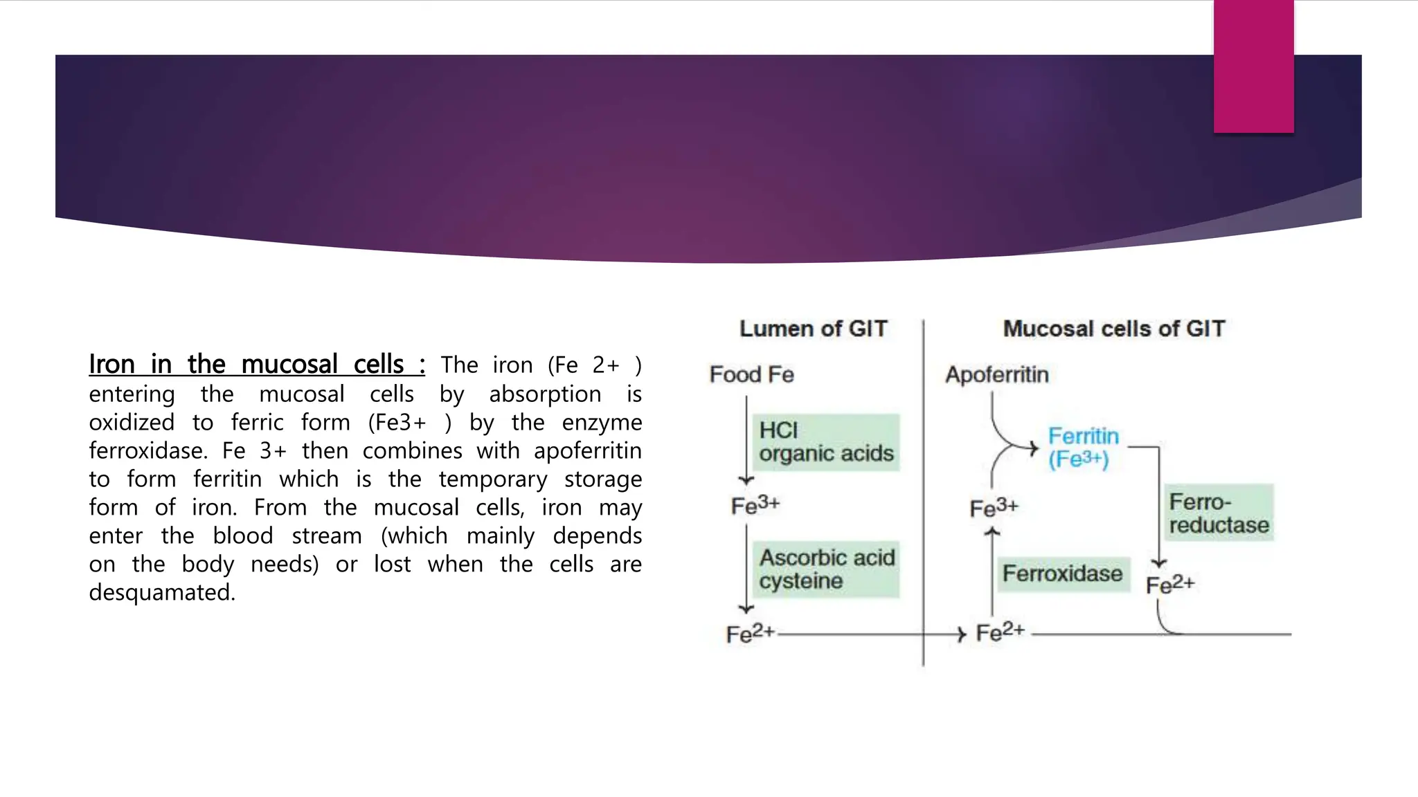 IRON_METABOLISM[1].pptx