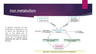 IRON_METABOLISM[1].pptx