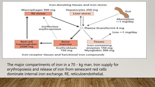 IRON METABOLISM 101.pptx