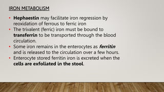 IRON METABOLISM 101.pptx