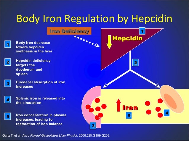 Iron Metabolism