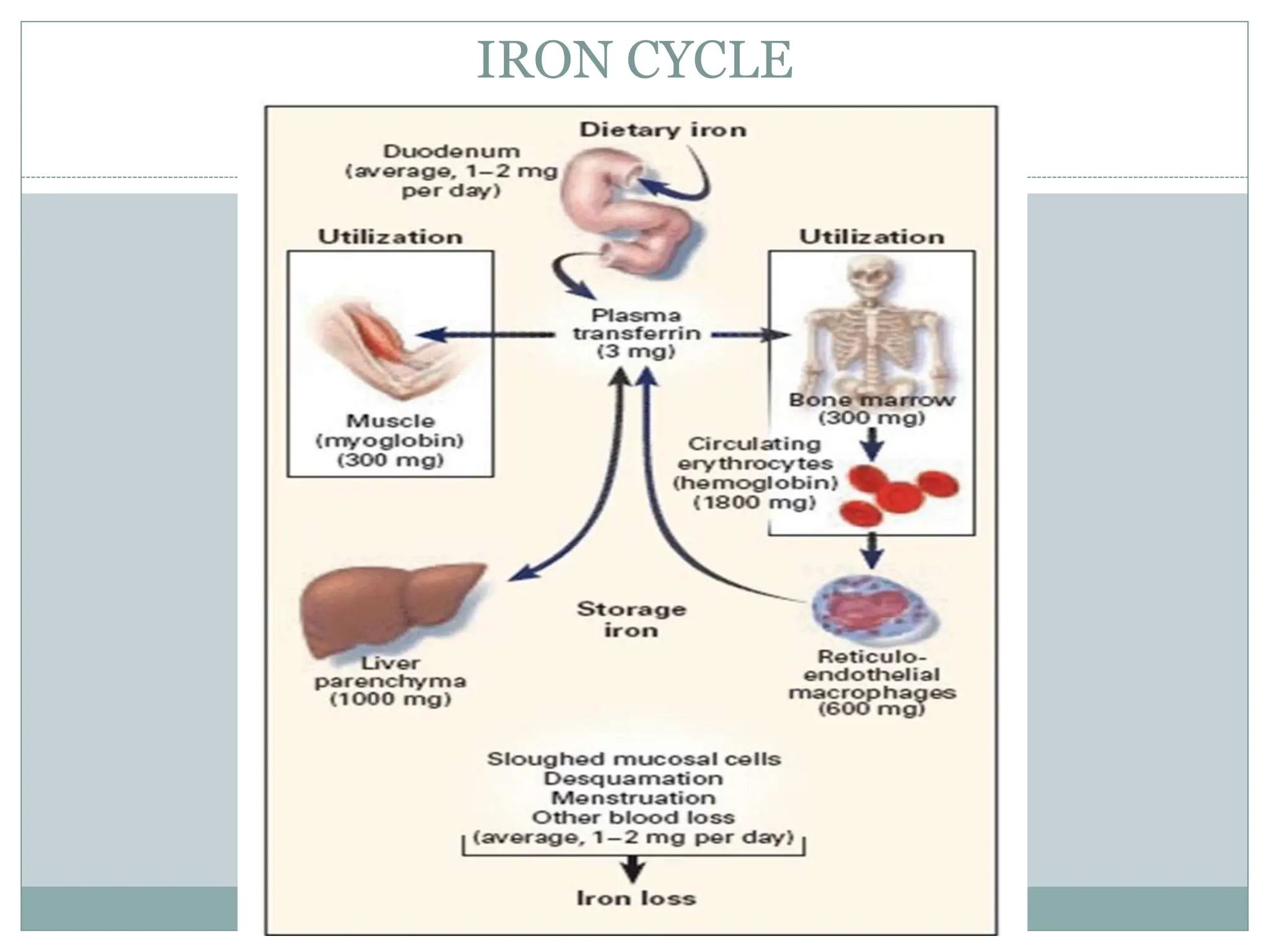 IRON METABOLISM AND IRON DEFICIENCY ANAEMIA BABACOCK.pptx