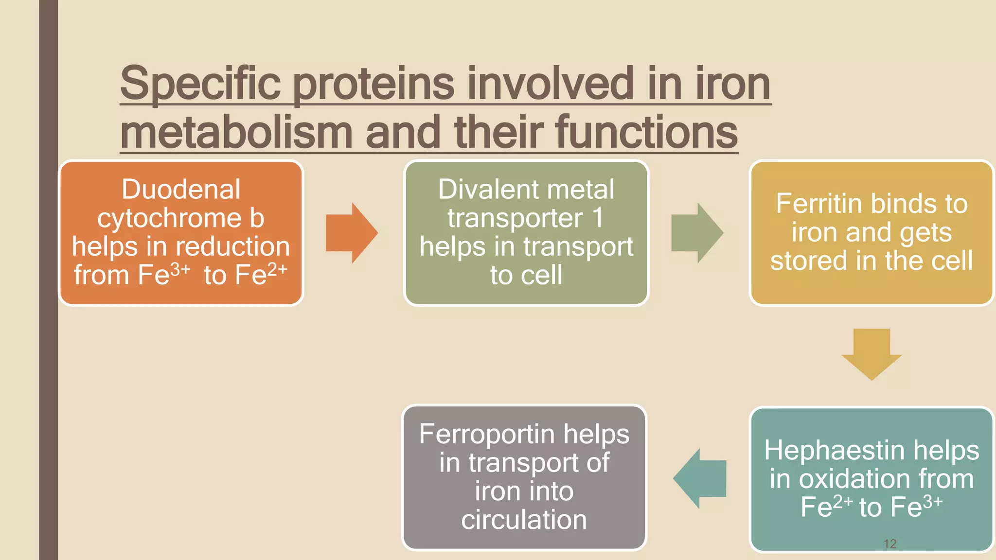 Iron Metabolism and Its Related Diseases | PPTX
