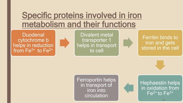 Iron Metabolism and Its Related Diseases | PPTX | Blood Disorders ...