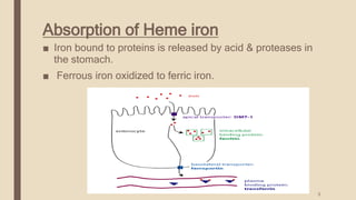 Iron Metabolism and Its Related Diseases | PPTX