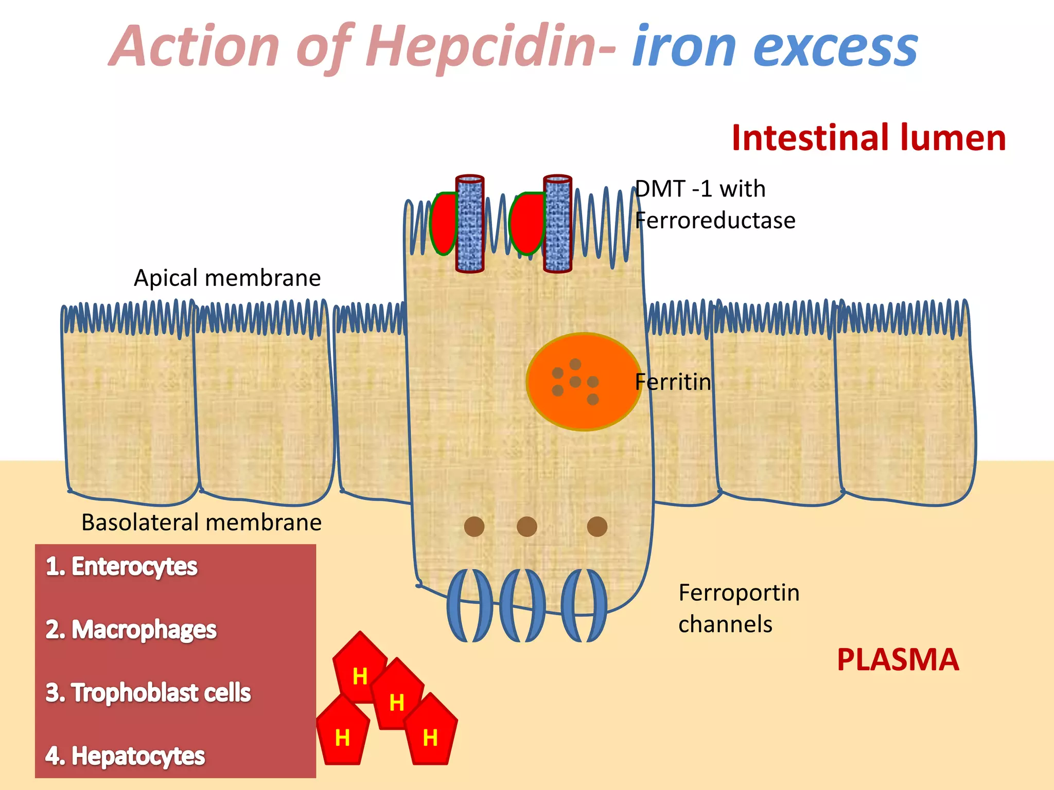 Iron metabolism in neonates and role of hepcidin | PPTX