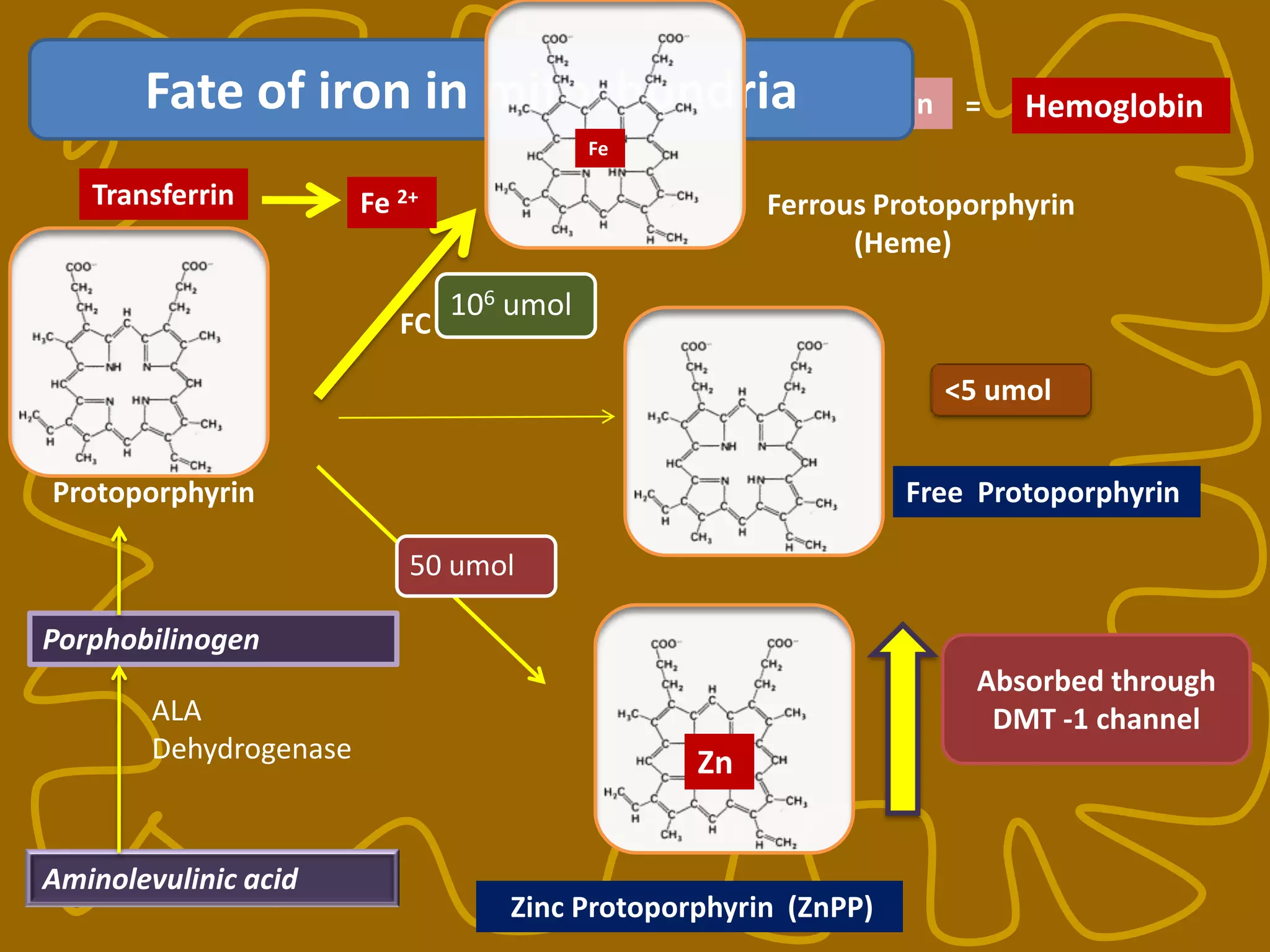Iron metabolism in neonates and role of hepcidin | PPTX