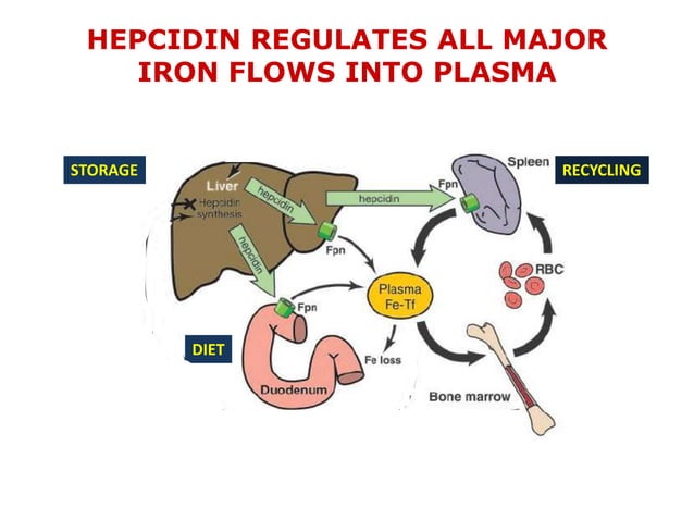 Iron metabolism in neonates and role of hepcidin