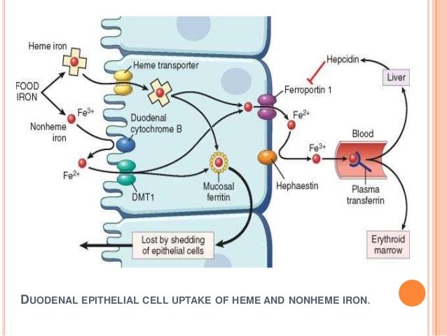 Iron metabolism, iron deficiency