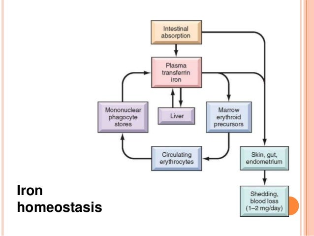 Iron metabolism, iron deficiency