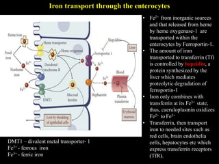 IRON METABOLISM & MICROCYTIC HYPOCHROMIC ANAEMIAS.pptx