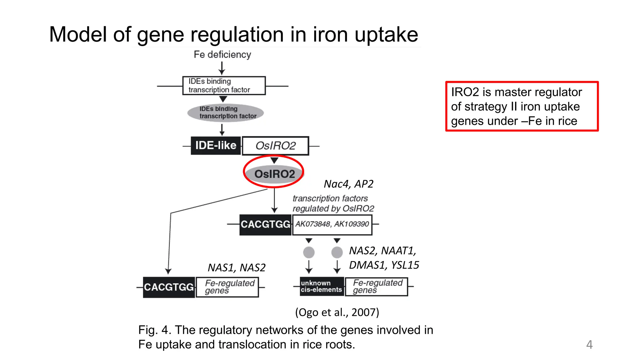 Iron Nutrition and mechanism of iron uptake in Rice | PPT