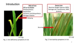 Iron Nutrition and mechanism of iron uptake in Rice | PPT