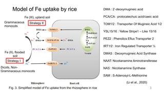 Iron Nutrition and mechanism of iron uptake in Rice | PPT
