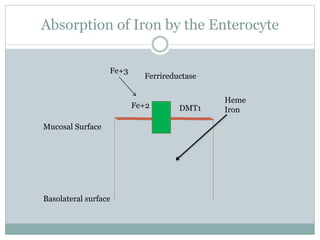 Iron overload in BMT | PPT