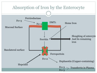 Iron overload in BMT | PPT
