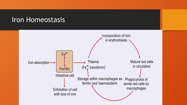 Iron Overload power point presentation by Dr. Kenneth Ikott | PPT