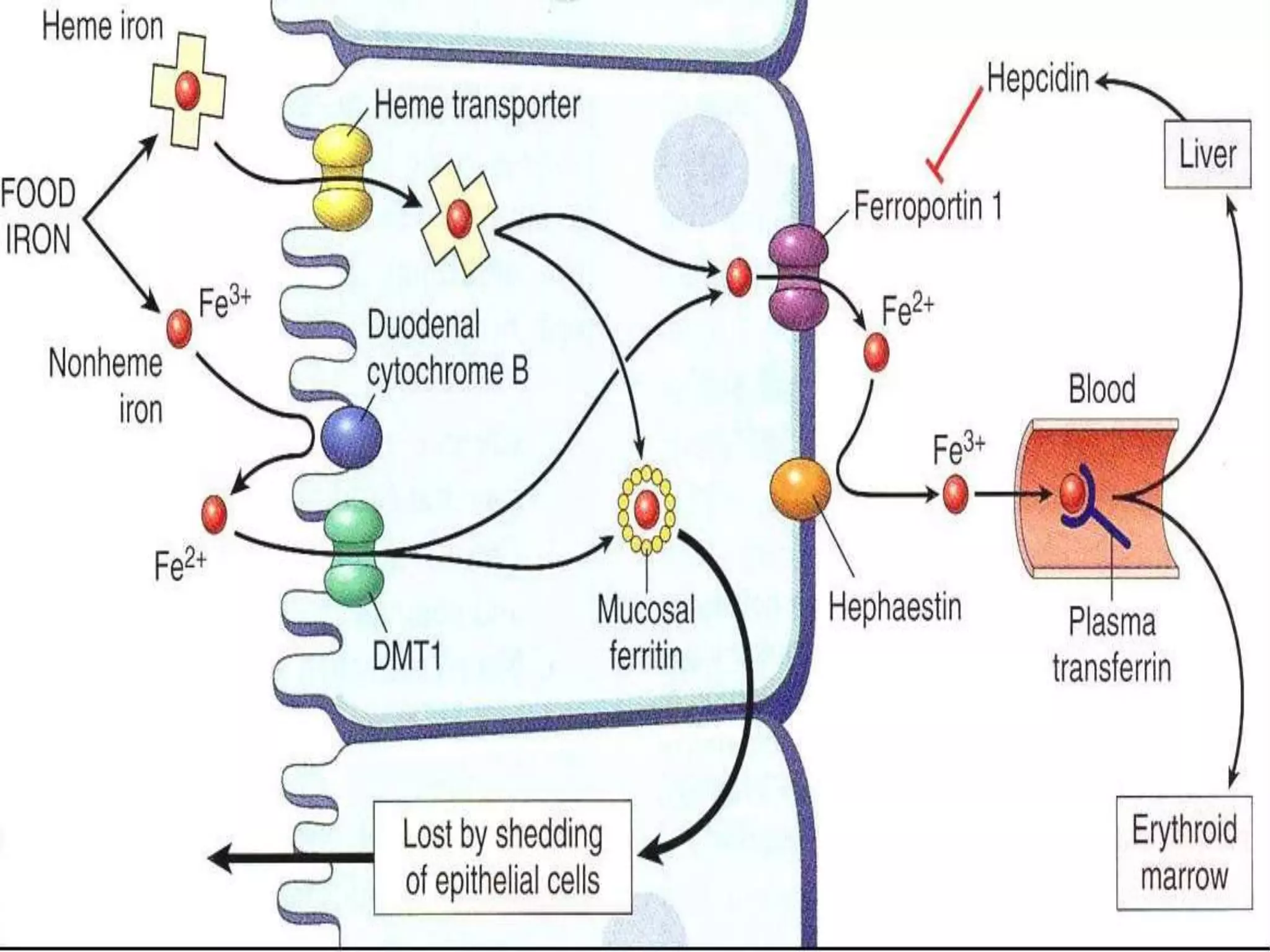 Iron physiology | PPTX