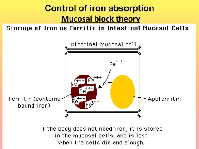 Iron physiology | PPTX | Blood Disorders | Diseases and Conditions