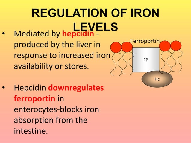 Iron physiology | PPTX | Blood Disorders | Diseases and Conditions