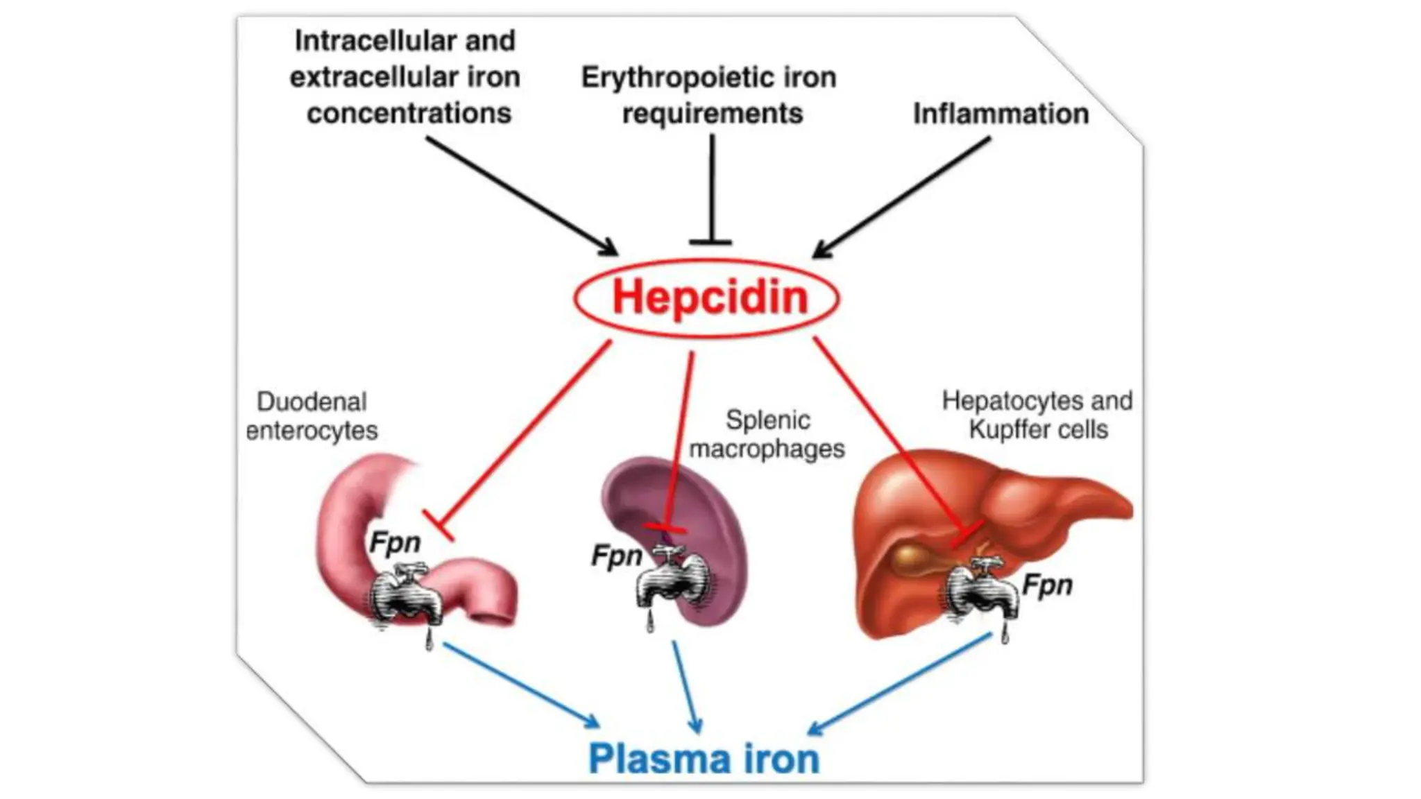 Iron Refractory Iron Deficiency Anemia.pptx