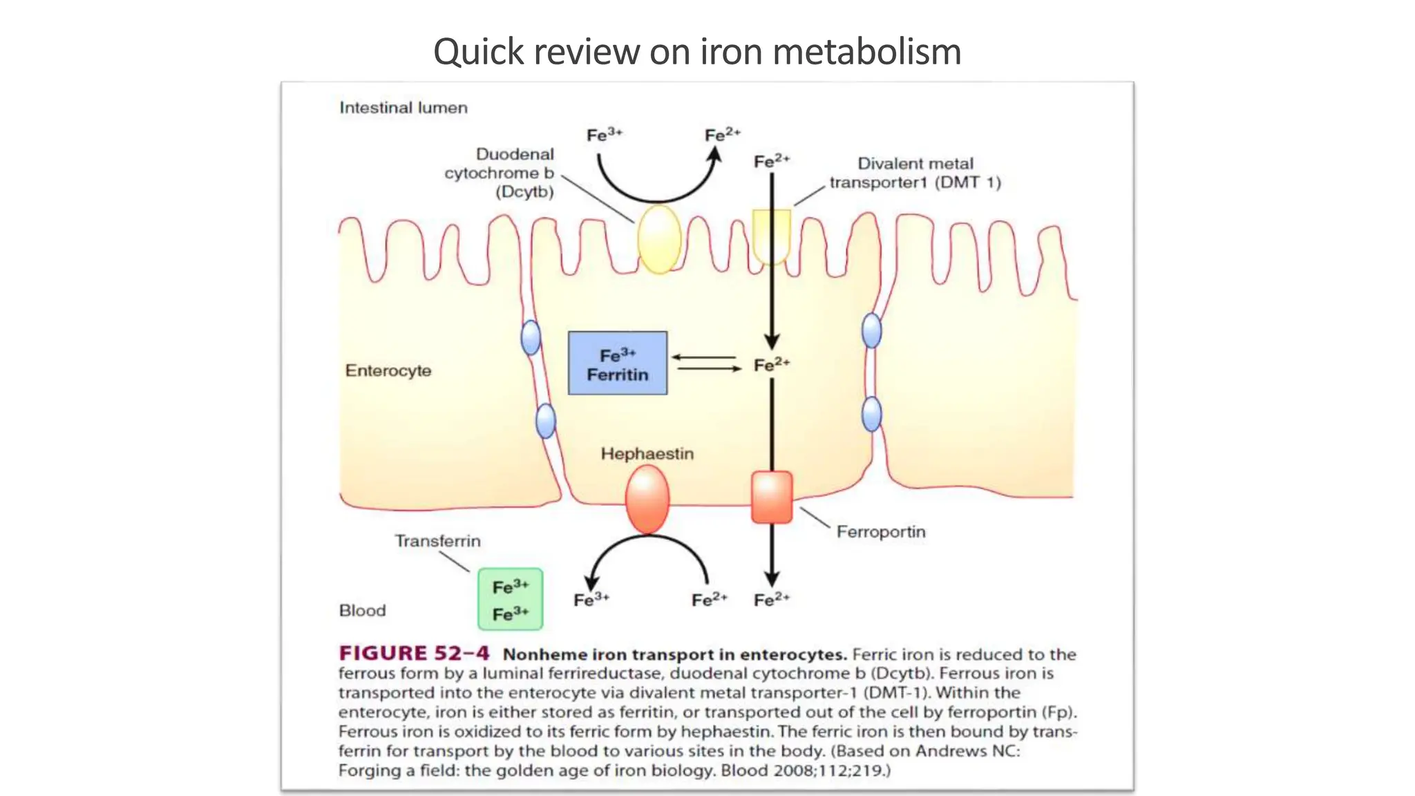 Iron Refractory Iron Deficiency Anemia.pptx