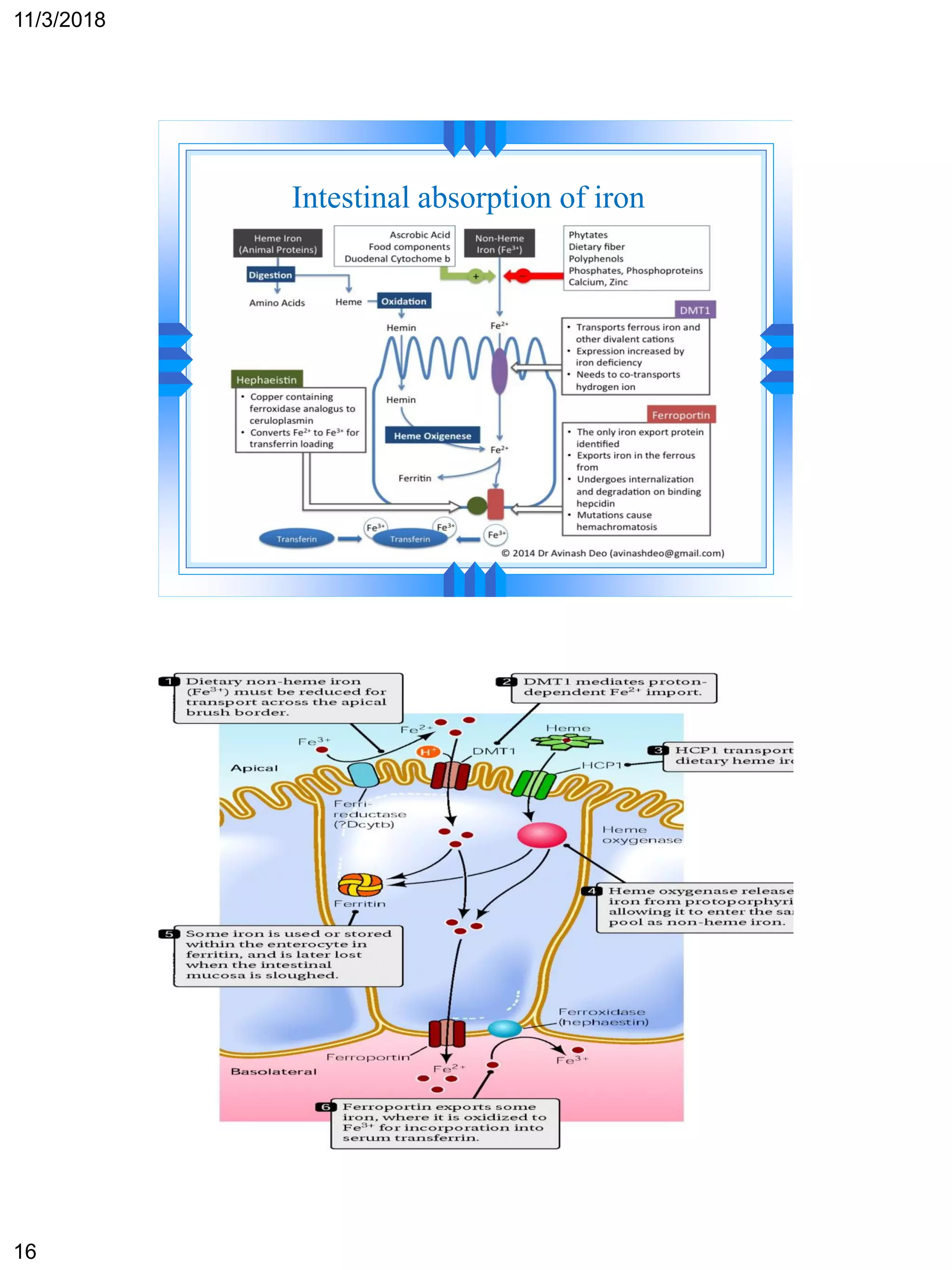 Iron refractory iron deficiency anemia1 | PDF