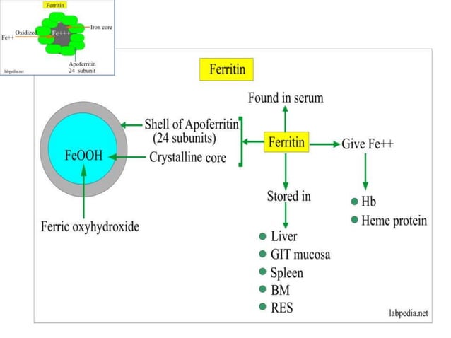 Irons -minerals and trace elements | PPTX