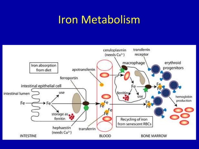 Iron toxicity | PPSX | Digestive Disorders | Diseases and Conditions