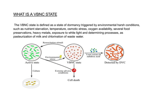 viable but non-culturable microorganisms (VBNC). | PPTX