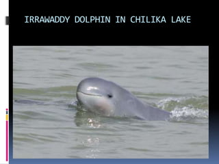 Irrawadi dolphines | PPTX