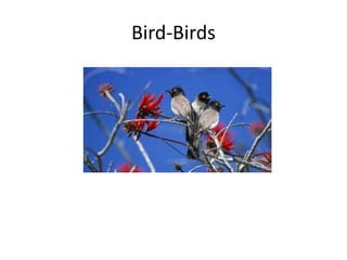 Irregular plurals | PPTX