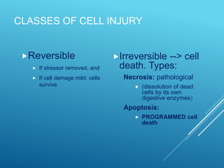 Irreversible cell i njury | PPTX