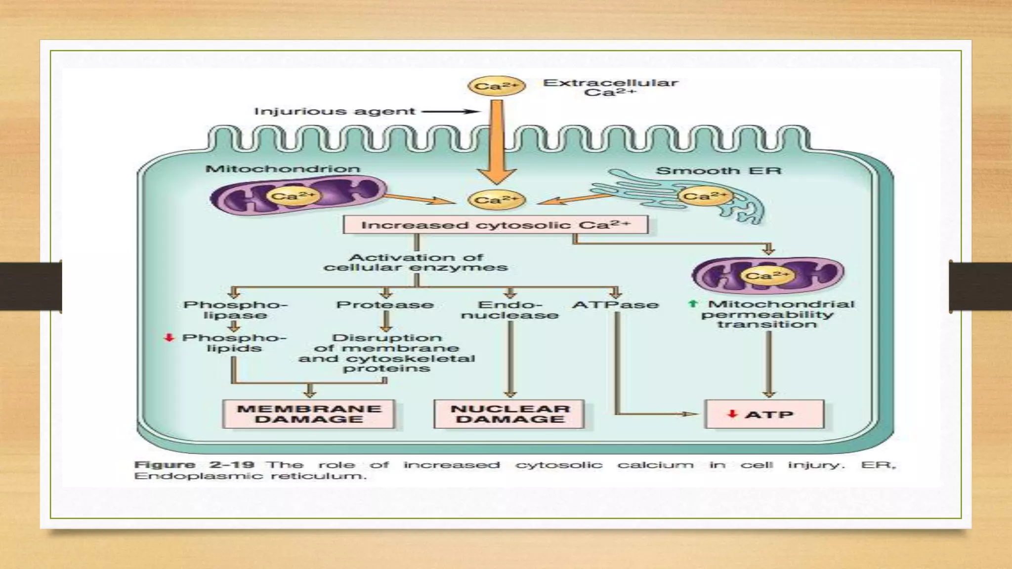 Irreversible cell injury by jayashri | PPTX