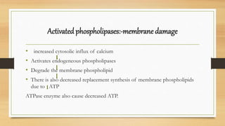 Irreversible cell injury by jayashri | PPTX