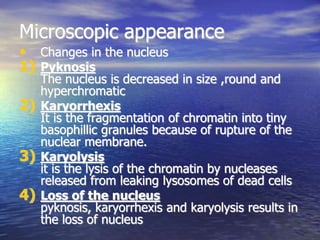 Absorption of drug | PPT